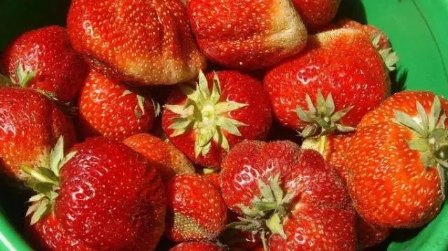 Strawberry Vicoda: rasbeschrijving, foto's, beoordelingen 10064_1