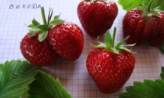 Strawberry Vicoda: rasbeschrijving, foto's, beoordelingen 10064_2