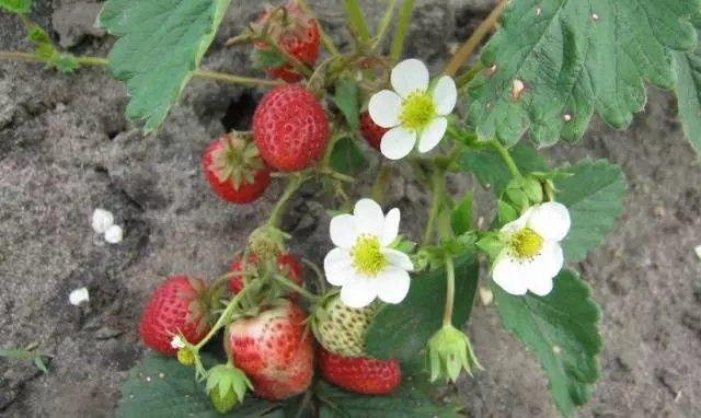 Strawberry Vicoda: maelezo anuwai, picha, hakiki 10064_5