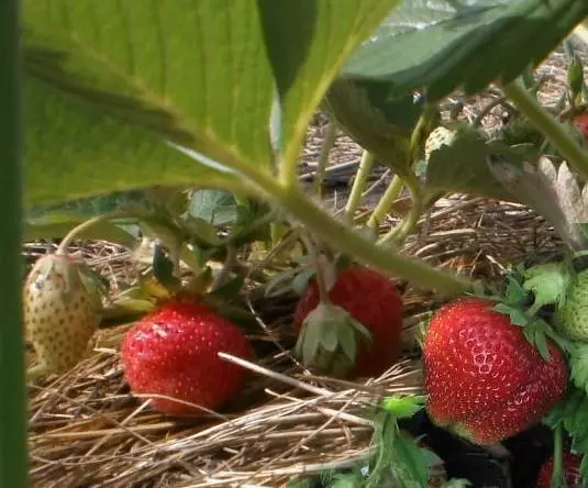 Strawberry Vicoda: ibisobanuro bitandukanye, amafoto, gusubiramo 10064_6