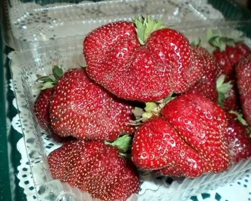 Strawberry Vicoda: bayanin iri -iri, hotuna, sake dubawa 10064_8