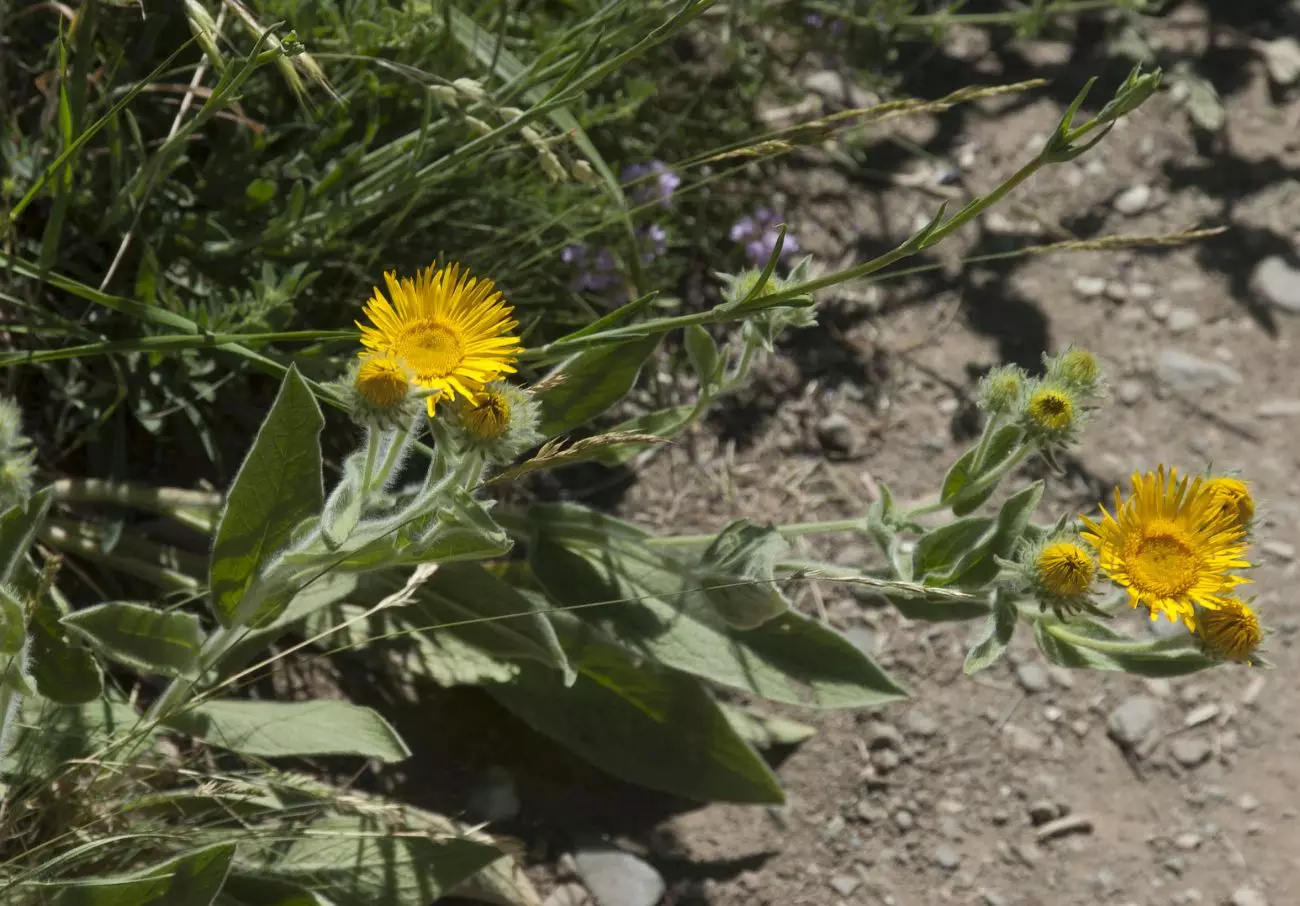 Elecampane na idon Kristi (ido, Inula oculus): kaddarorin magani da contraindications