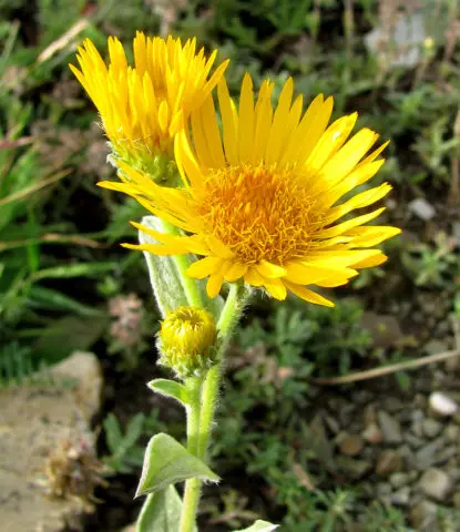 I-Elecampane yeso likaKristu (iso, i-Inula oculus): izakhiwo zokwelapha nokuphikisana 1007_1