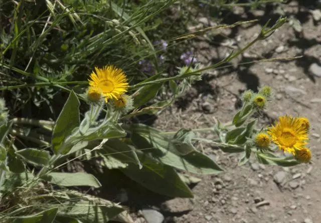 Elecampane of Christ's eye (øye, Inula oculus): medisinske egenskaper og kontraindikasjoner 1007_2