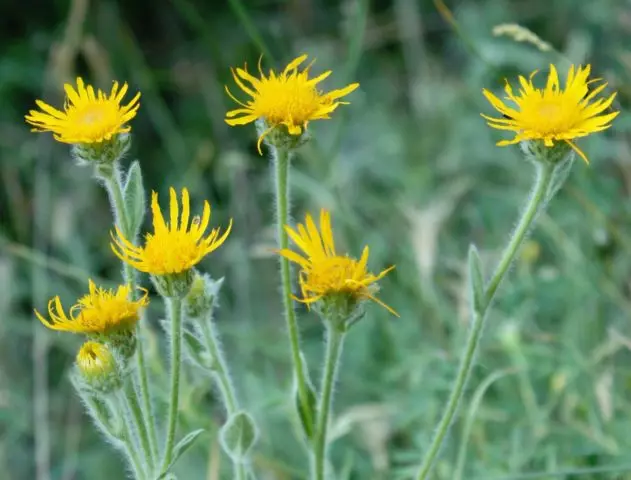 Elecampane dell'occhio di Cristo (occhio, Inula oculus): proprietà medicinali e controindicazioni 1007_8