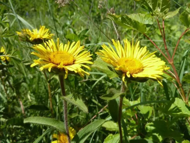 Elecampane bagis (lisud nga buhok, Inula hirta): mga kabtangan sa medisina ug mga contraindication 1010_1