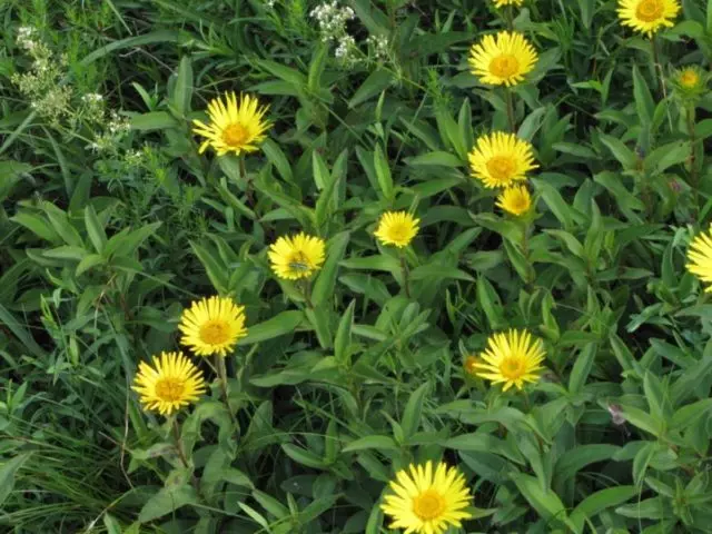 Elecampane garbh (gruagach, Inula hirta): airíonna míochaine agus contraindications 1010_3