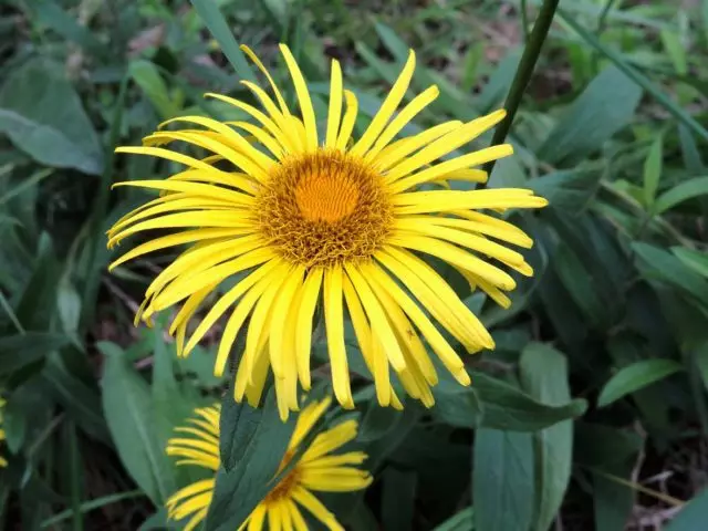 Elecampane rough (hard-haired, Inula hirta): mankhwala ndi zotsutsana 1010_4