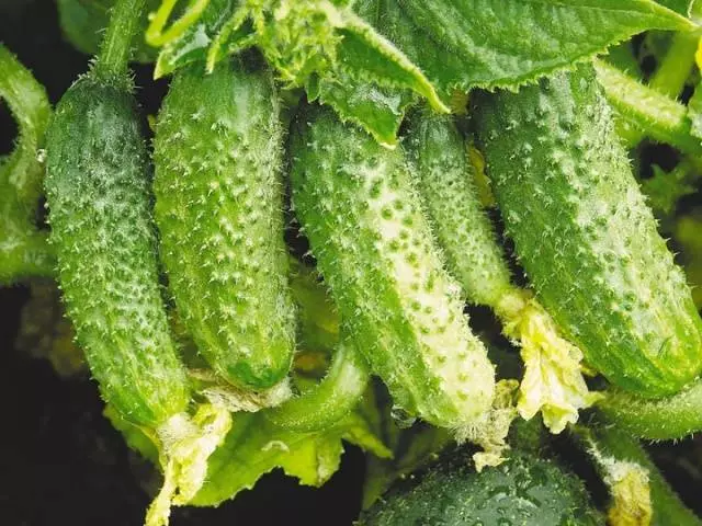 The most productive varieties of cucumbers for greenhouses 10199_10