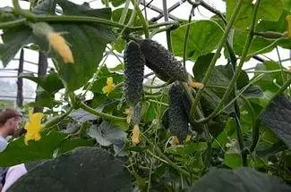 Las variedades más productivas de pepinos para invernaderos. 10199_17