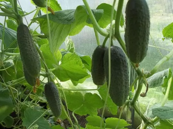 Las variedades más productivas de pepinos para invernaderos. 10199_3