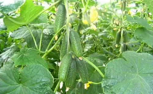 Las variedades más productivas de pepinos para invernaderos. 10199_4