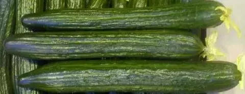 The most productive varieties of cucumbers for greenhouses 10199_6