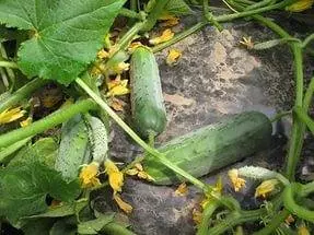 The most productive varieties of cucumbers for greenhouses 10199_9