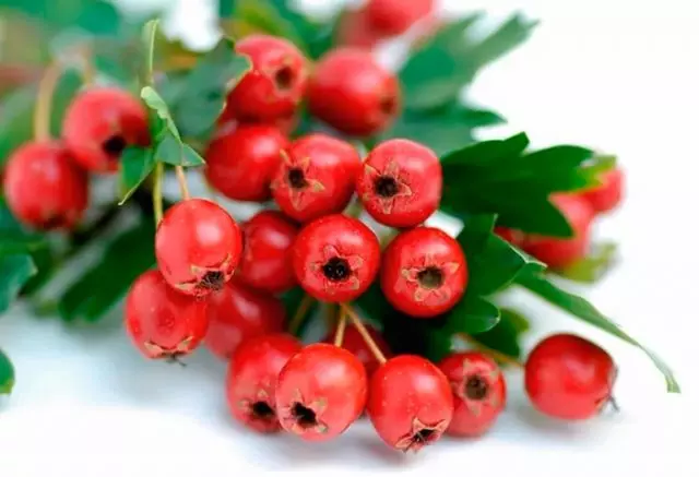 Cara mengeringkan hawthorn di rumah dalam oven, di pengering listrik 10247_1