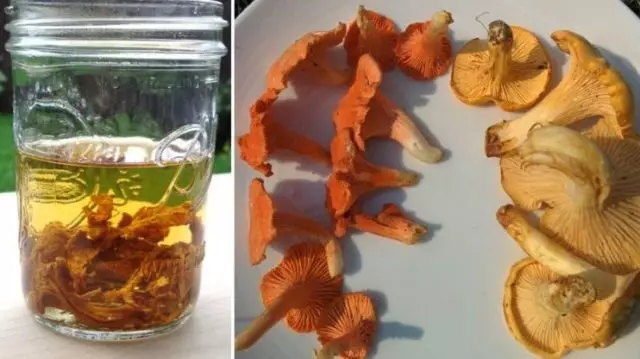 Mga Chanterelles gikan sa mga parasito: mga resipe alang sa mga tincture, kung giunsa pagkuha, pagribyu 10255_4