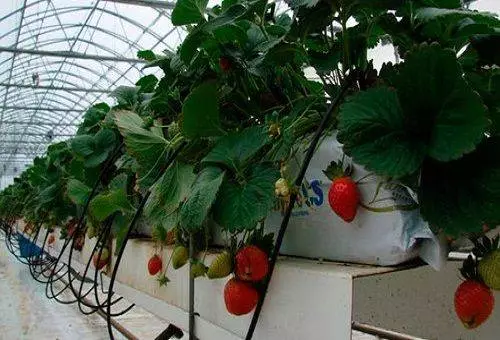 Hydroponic strawberry 10256_1