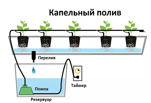 ჰიდროპონიკური მარწყვი 10256_2