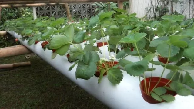 Mga hydroponic strawberry 10256_3