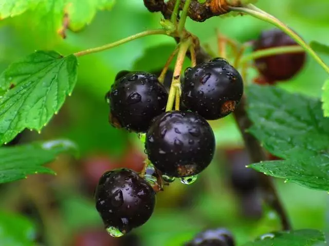 Udazkenean currants noiz transplantatu 10257_1