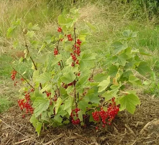 Udazkenean currants noiz transplantatu 10257_18