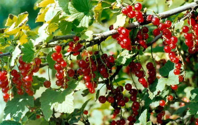 Varietas kismis merah Tatyana: karakteristik, penanaman dan perawatan, budidaya 10259_5