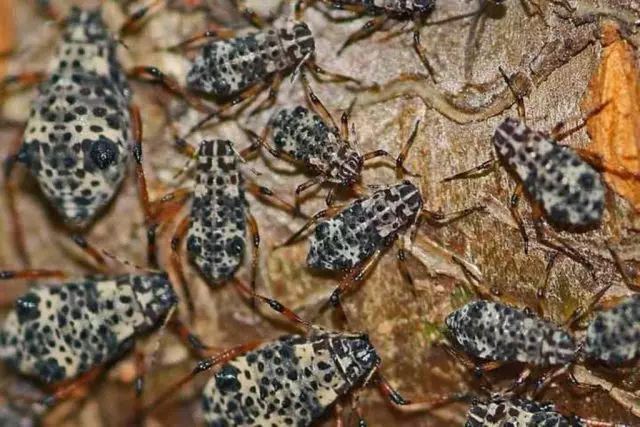 Aphids në një bukuroshe: si të trajtojmë, si të luftojmë, si të shpëtojmë