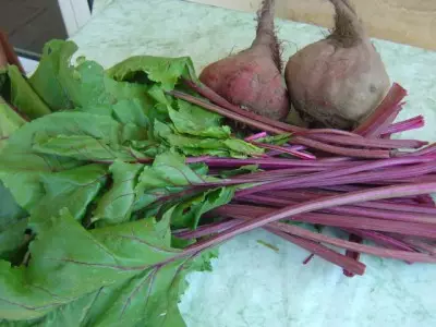 Tops de remolacha: receitas de borscht, remolacha 10301_2