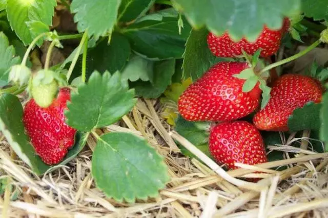 Strawberry Temptation: အမျိုးမျိုးဖော်ပြချက်၊ ဓာတ်ပုံများ၊ ပြန်လည်သုံးသပ်ခြင်း 10324_8