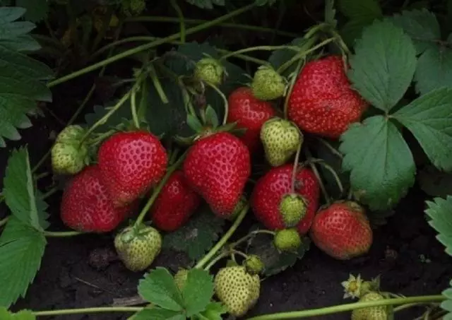 Strawberry Geneva: fjölbreytileikalýsing, myndir, umsagnir 10325_1