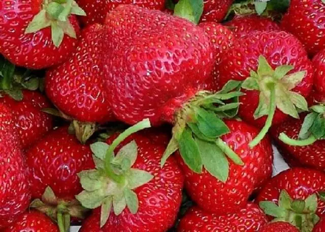 Strawberry Geneva: apejuwe oriṣiriṣi, awọn fọto, awọn atunwo 10325_11