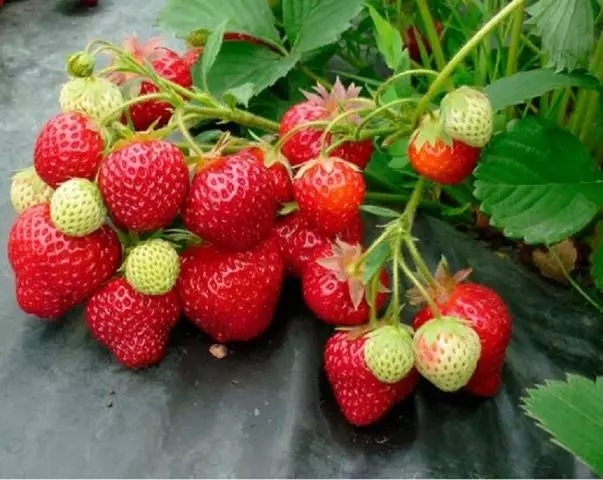 Strawberry Geneva: fjölbreytileikalýsing, myndir, umsagnir 10325_13