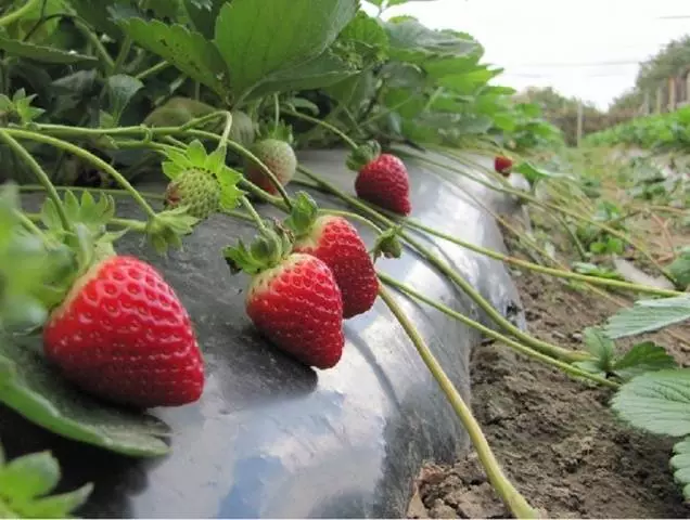 Strawberry Geneva: ituaiga faʻamatalaga, ata, iloiloga 10325_2