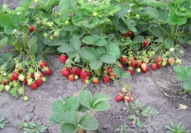 Murano strawberries: قسم بيان ، فوٽو ، تبصرا 10327_1