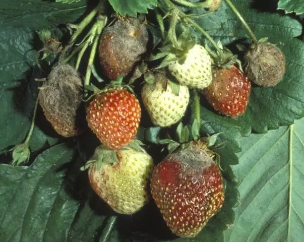 Pangubaran masarakat pikeun panyakit strawberry 10329_4