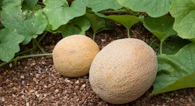 Melon ni ile: Fọto, dagba lori balikoni, lori windowsill 10356_1