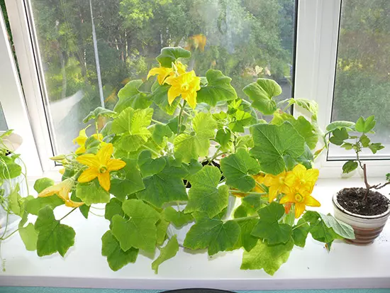 Melon ni ile: Fọto, dagba lori balikoni, lori windowsill 10356_10