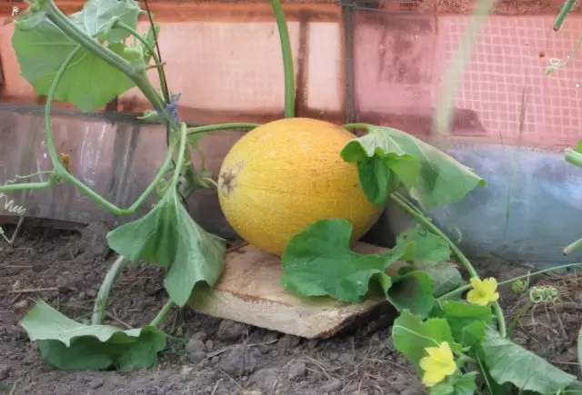 Melon at home: photo, growing on the balcony, on the windowsill 10356_3