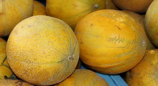 Melon at home: photo, growing on the balcony, on the windowsill 10356_5