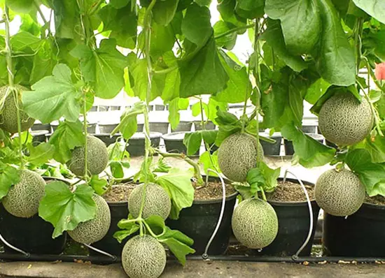 Melon ni ile: Fọto, dagba lori balikoni, lori windowsill 10356_6