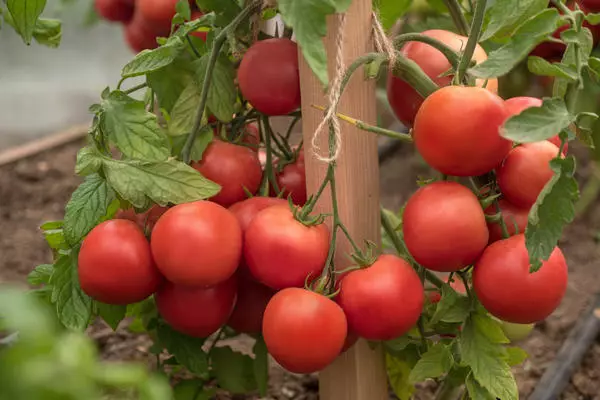 Flame F1 -tomaten: fariëteitsbeskriuwing, foto's, resinsjes, opbringst, plantsje en fersoargje. 10359_1