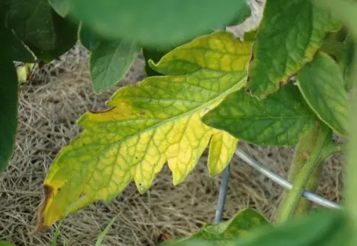 Tomatoj Flame F1: vario priskribo, fotoj, recenzoj, rendimento, plantado kaj prizorgado. 10359_5