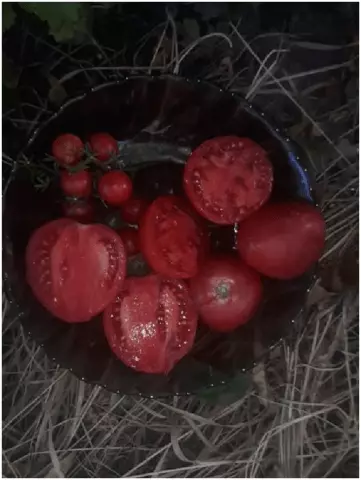 Tomato Love và bồ câu F1: đánh giá, ảnh, mô tả và đặc điểm, năng suất 10360_2