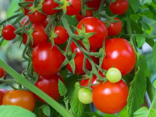 Na -eto tomato n'ọhịa na Siberia 10367_1