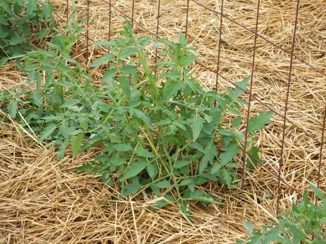 Kultivantaj tomatoj en la libera kampo en Siberio 10367_10