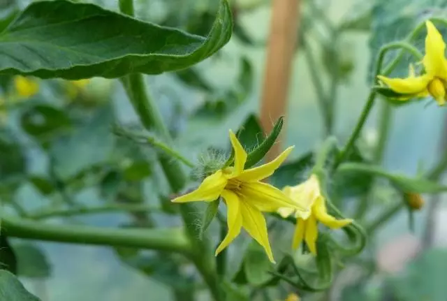 Kultivantaj tomatoj en la libera kampo en Siberio 10367_11