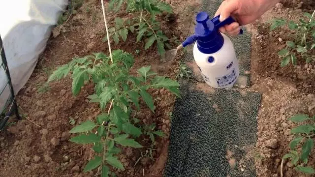 Growing tomatoes in the open field in Siberia 10367_12