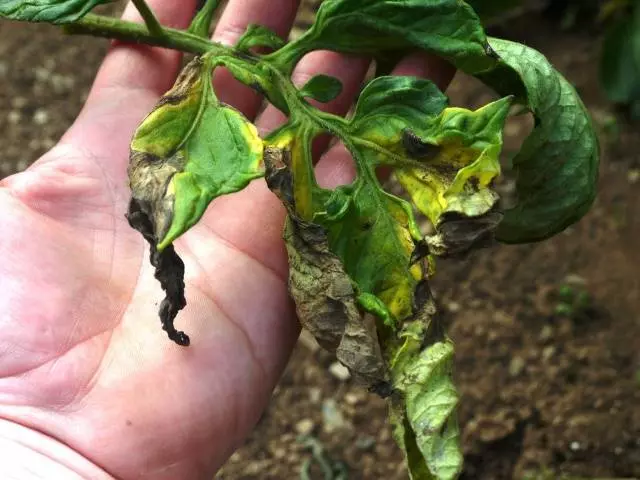 Cultivo de tomates en campo aberto en Siberia 10367_13