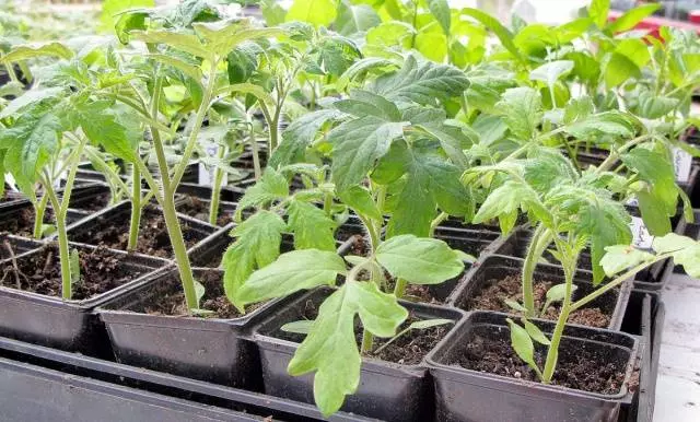 Growing tomatoes in the open field in Siberia 10367_18