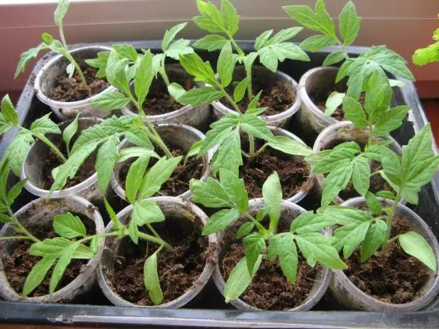 Growing tomatoes in the open field in Siberia 10367_5